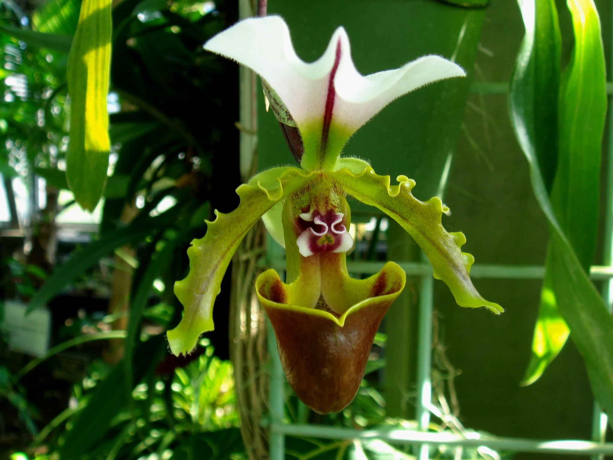 Paphiopedilum spicerianum (Reichenbach f. ex Masters & Moore) Pfitzer